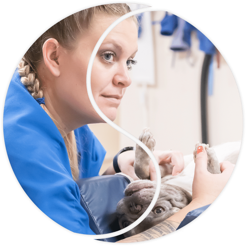 Acute Illness | Veterinarian in McKinney | Animal Care Center